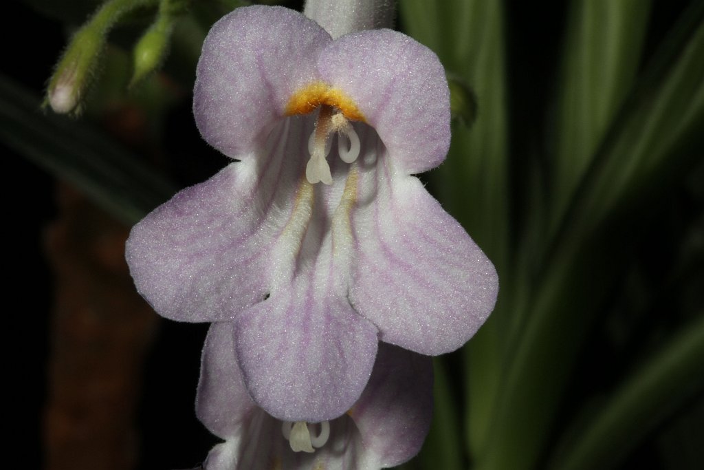 » The Gesneriad Society 2013 Convention Flower Show Section and Special ...