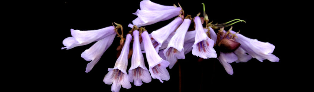 The gesneriad family contains over 3,400 species of plants. Perhaps the ...